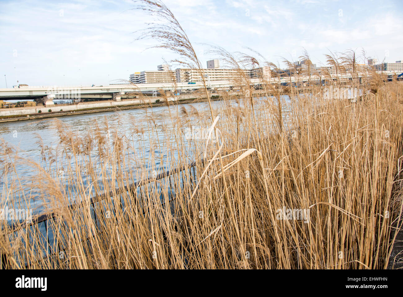 Japan nature plant ashi river side water blue sky hi-res stock ...