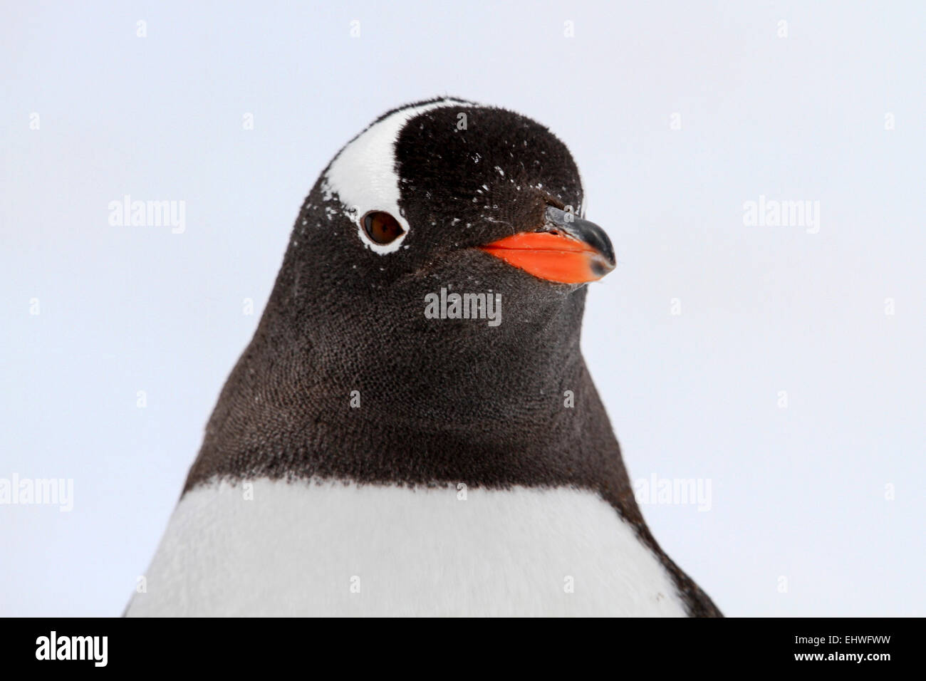 Penguin headshot hi-res stock photography and images - Alamy