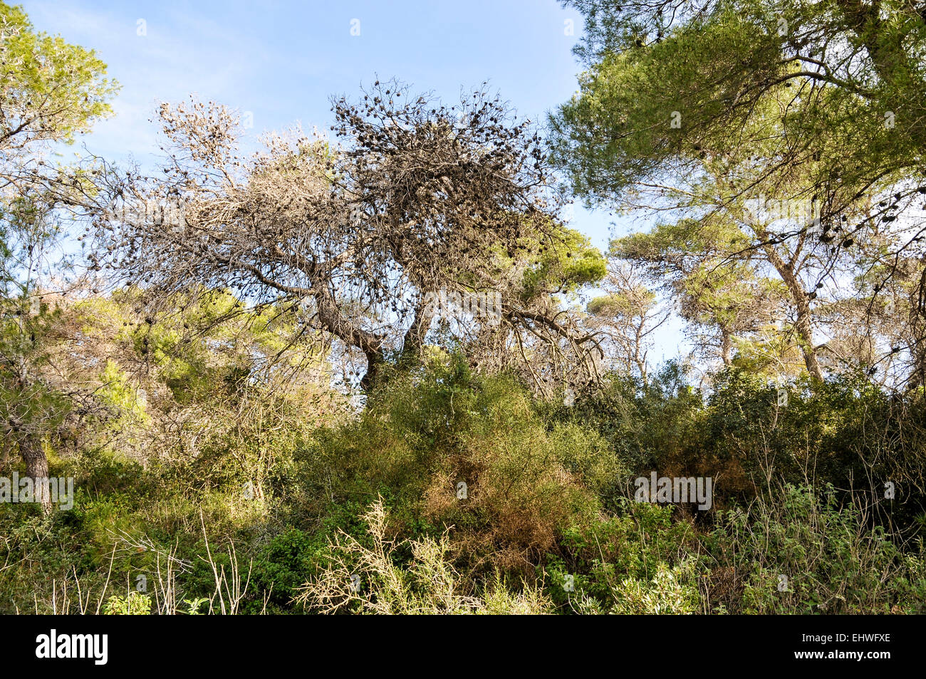 Pine tree forest. Photographed in the Carmel Mountain, Israel Stock ...