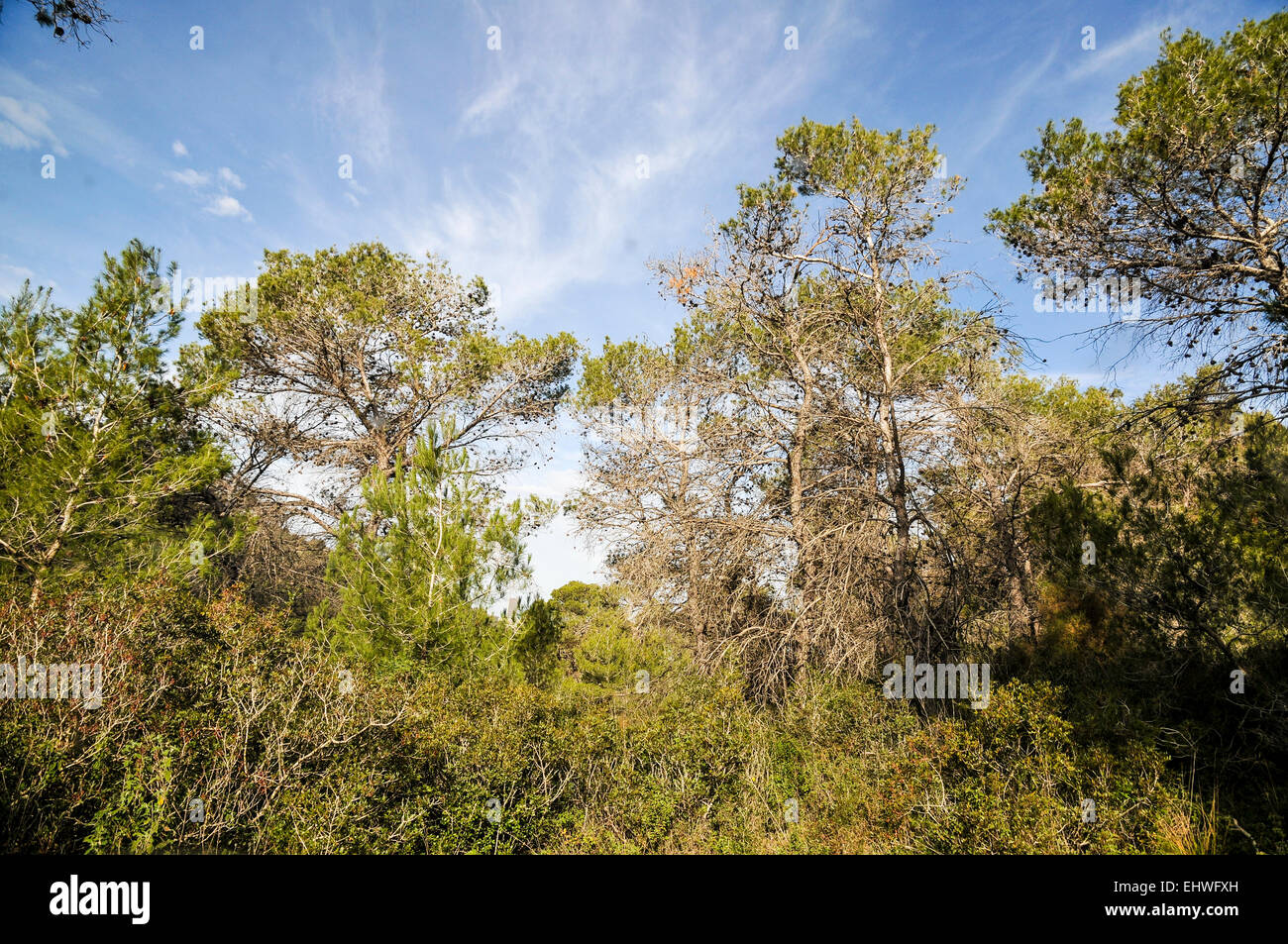 Pine tree forest. Photographed in the Carmel Mountain, Israel Stock ...