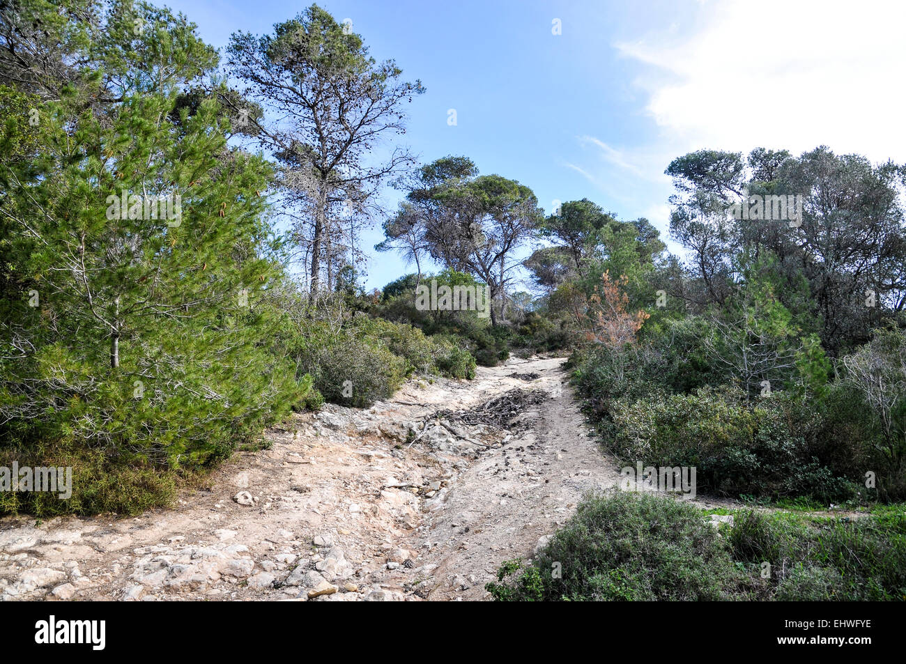 Israel Pine Trees In Forest High Resolution Stock Photography and ...