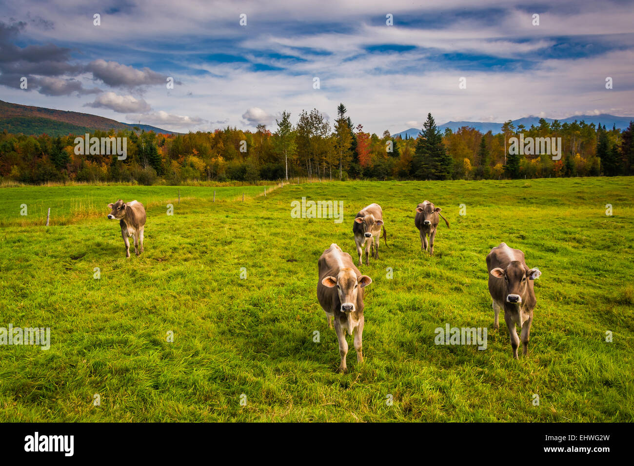 Cows in a farm field near Jefferson, New Hampshire Stock Photo - Alamy