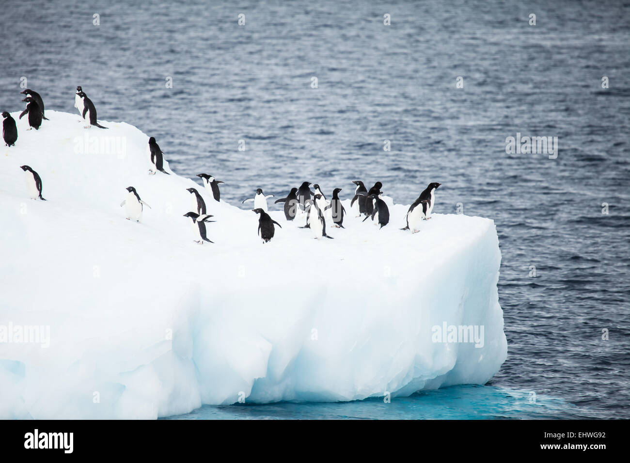penguin on iceberg in antarctica Stock Photo - Alamy