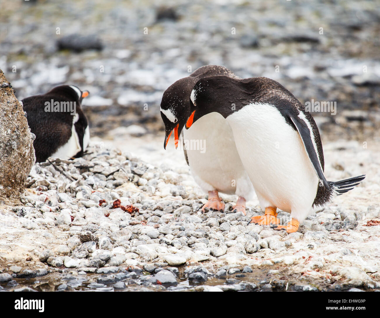 gentoo penguin in antarctica Stock Photo - Alamy