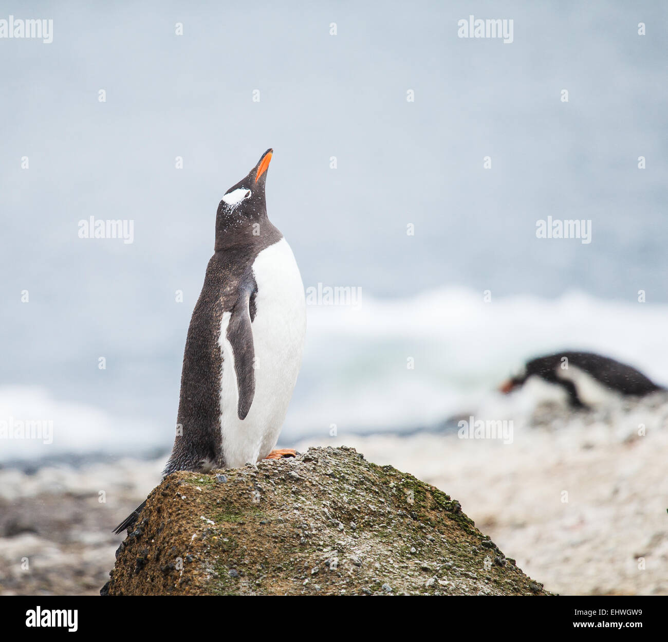 gentoo penguin in antarctica Stock Photo - Alamy