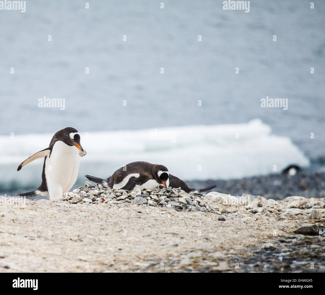 gentoo penguin family in antarctica Stock Photo - Alamy