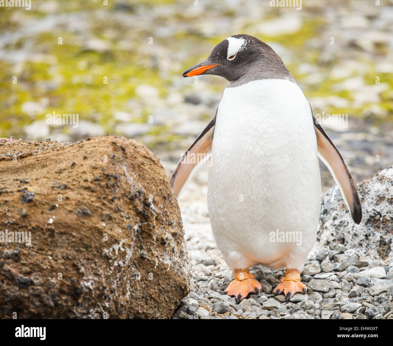 gentoo penguin in antarctica Stock Photo - Alamy
