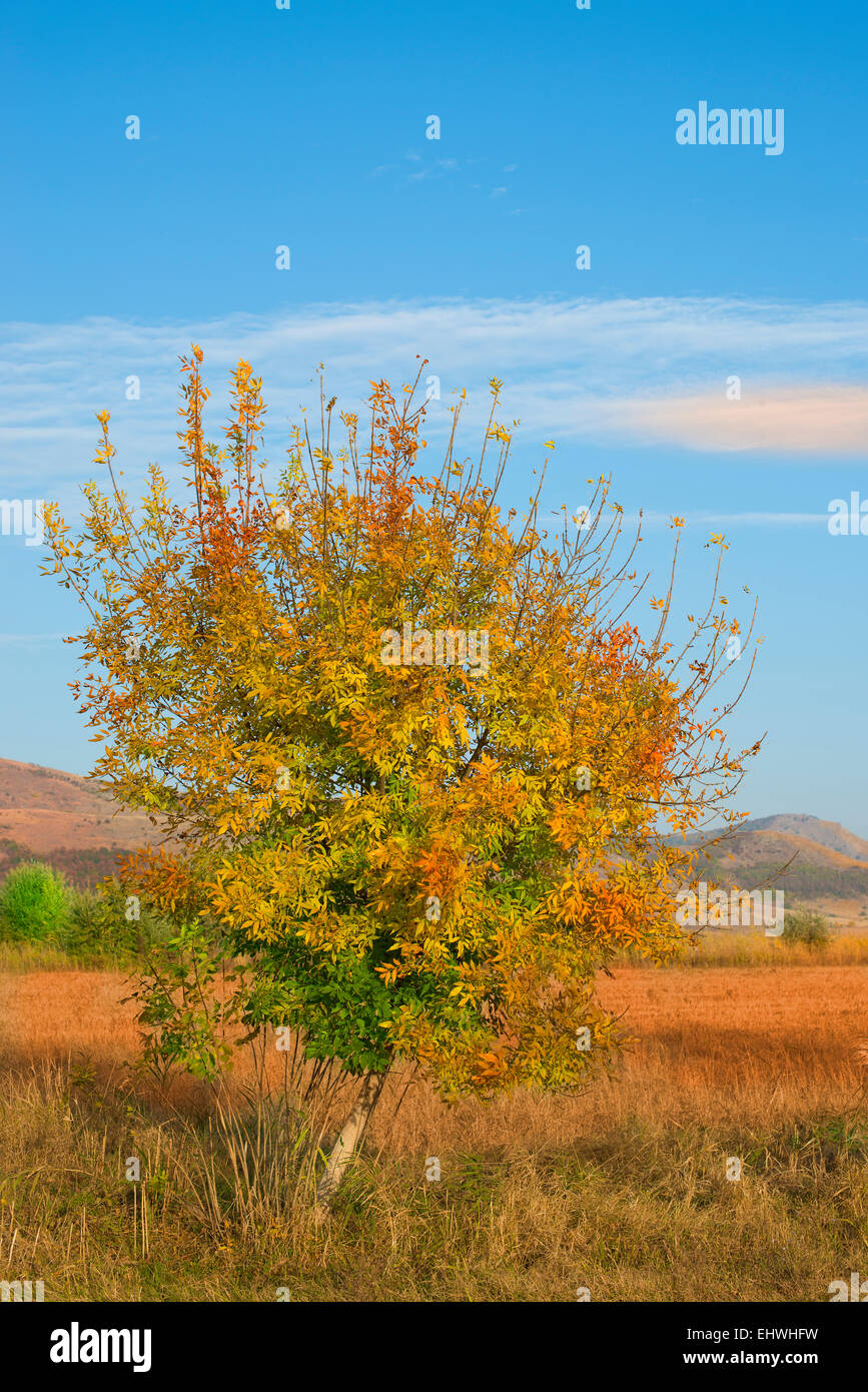 Lonely autumn silhouette hi-res stock photography and images - Alamy