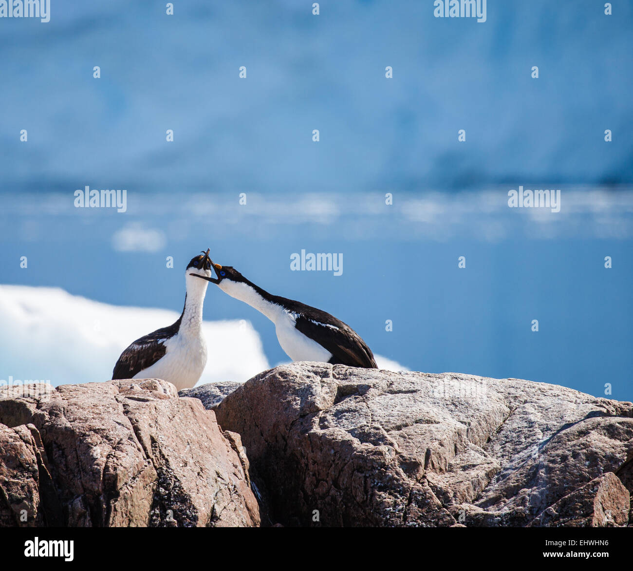 antarctic (blue-eyed) shag in antarctica Stock Photo - Alamy
