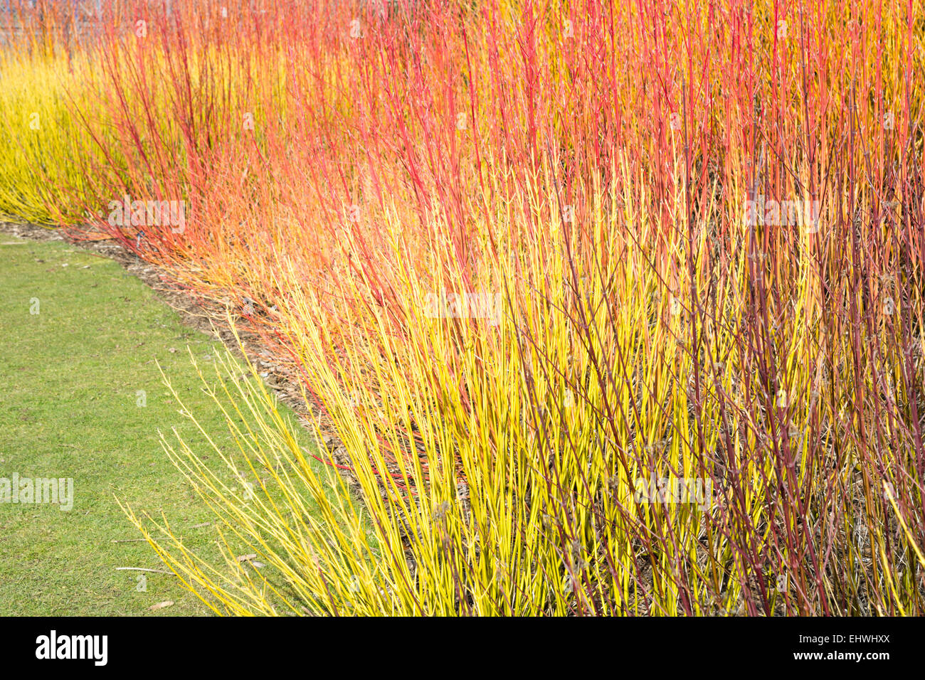 Colourful Cornus stems in winter Stock Photo - Alamy