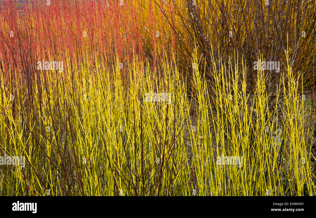 Colourful Cornus stems in winter Stock Photo - Alamy