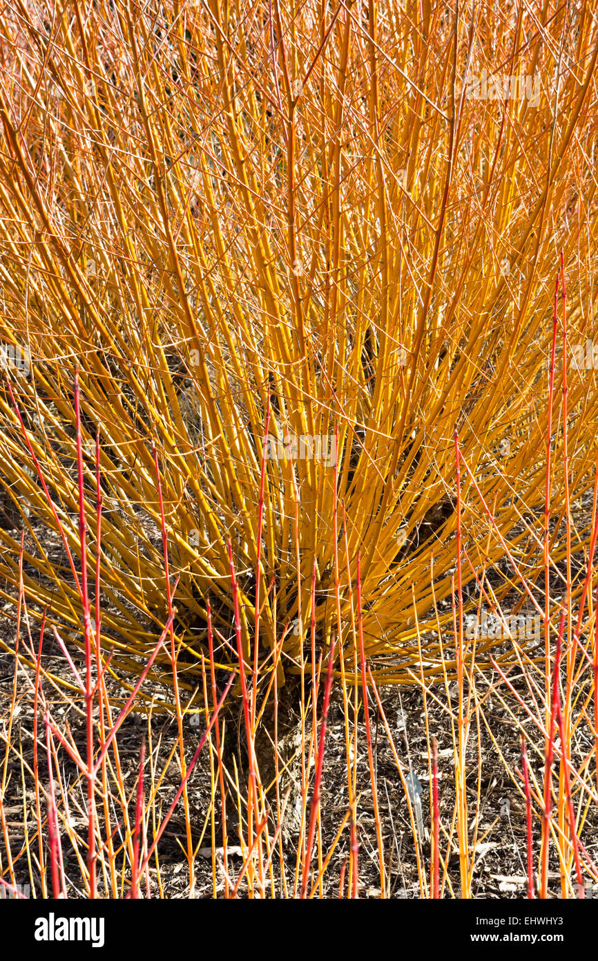 Colourful Willow stems in winter Stock Photo - Alamy