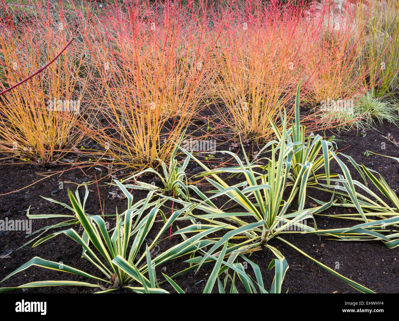 Colourful Cornus stems and Cordyline in winter Stock Photo - Alamy