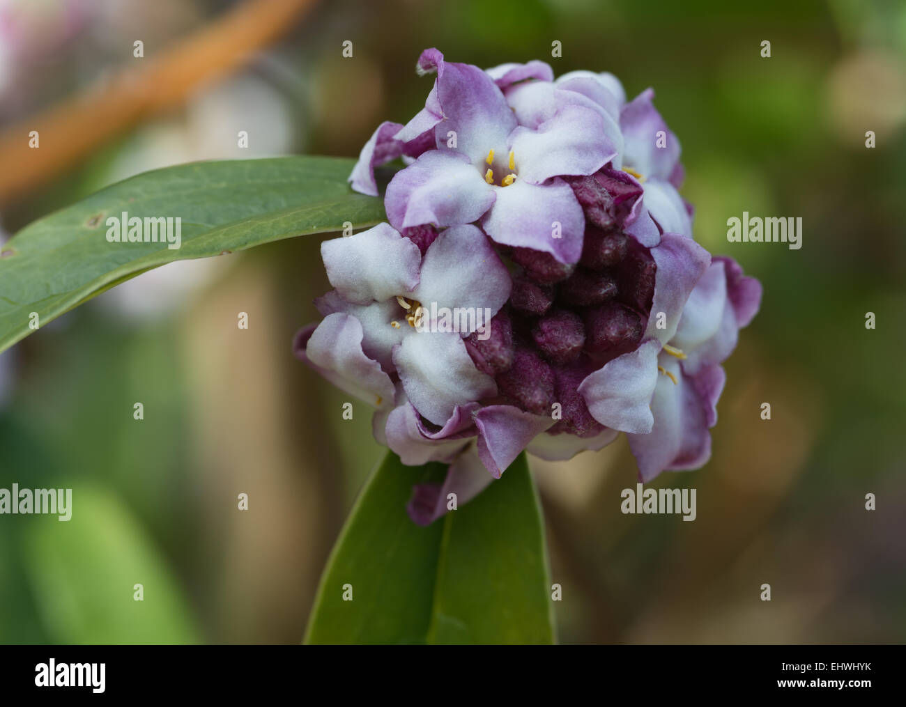 Daphne shrub hi-res stock photography and images - Alamy