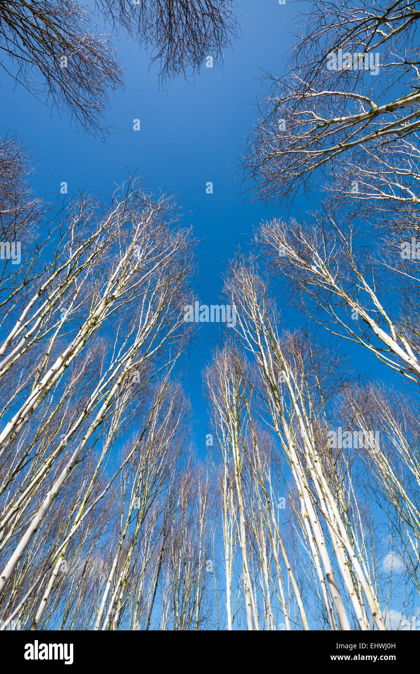 Looking up through Silver Birch trees Stock Photo - Alamy