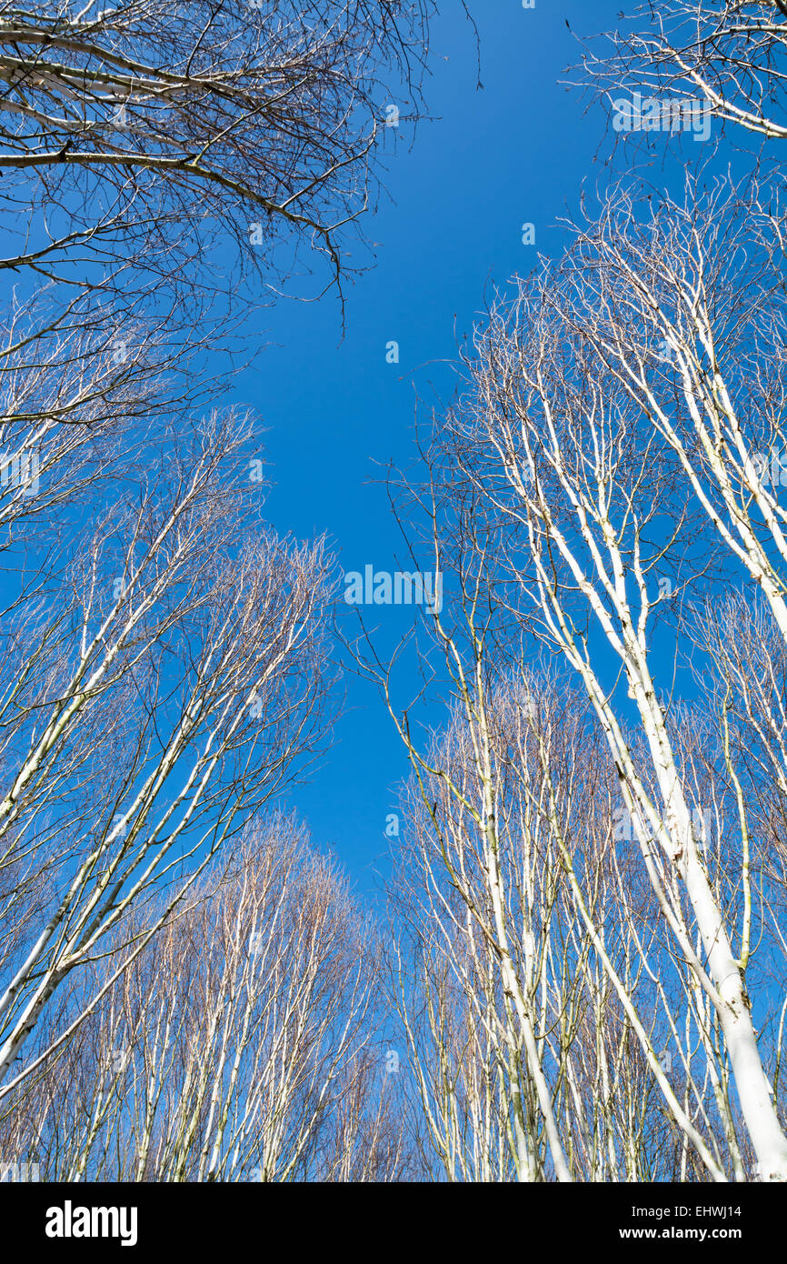 Looking up through Silver Birch trees Stock Photo - Alamy