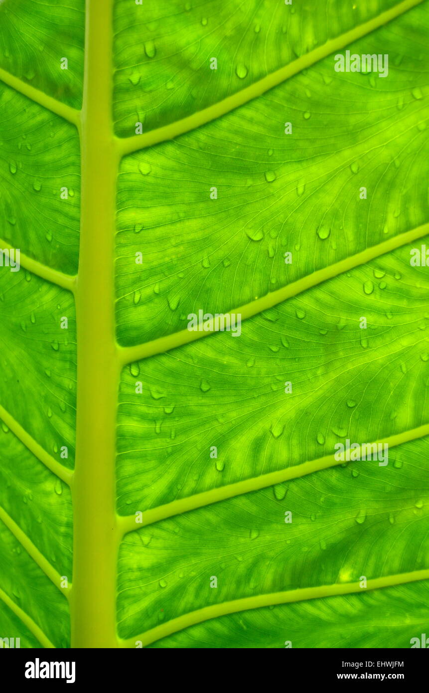 Water Drops On A Leaf In A Tropical Rainforest Stock Photo - Alamy