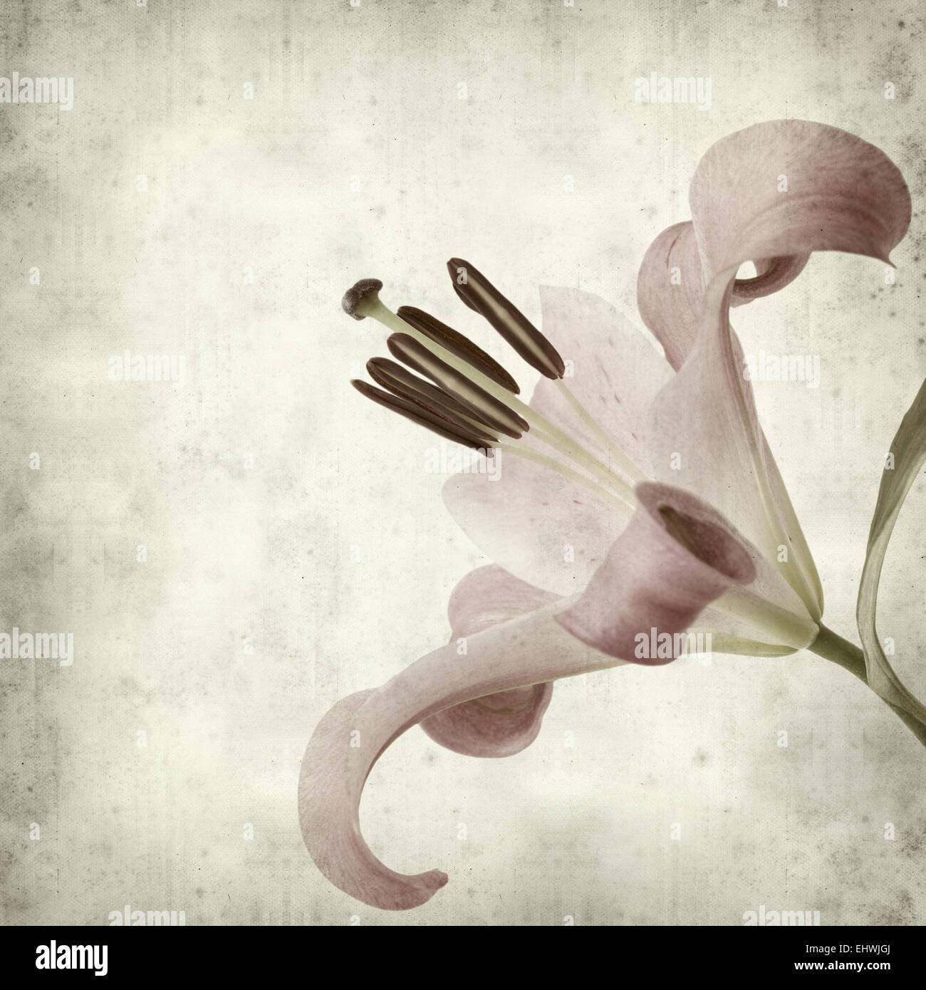 textured old paper background with pink open lily Stock Photo - Alamy