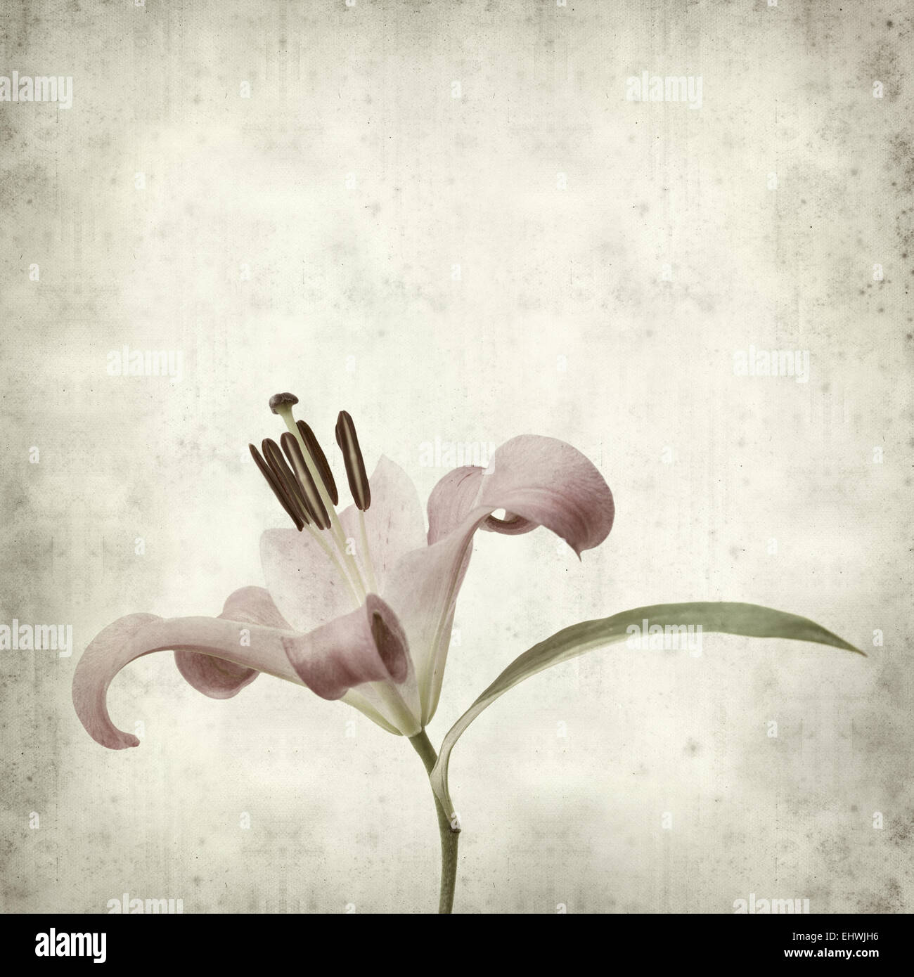 textured old paper background with pink open lily Stock Photo - Alamy