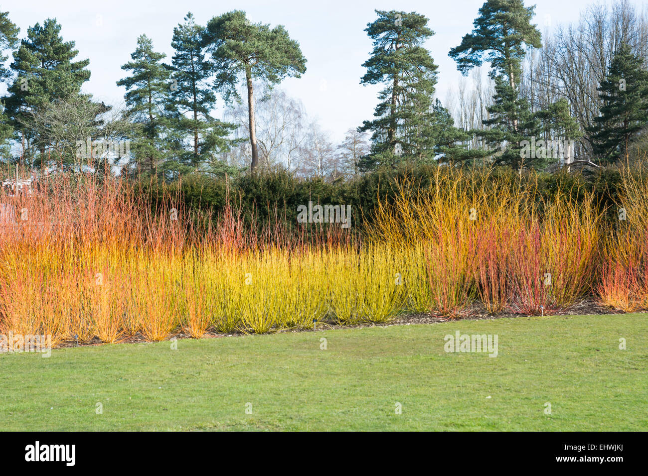 Winter border of colourful Cornus stems Stock Photo - Alamy