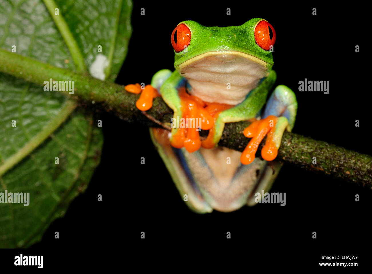 Amazon rainforest animals hi-res stock photography and images - Alamy