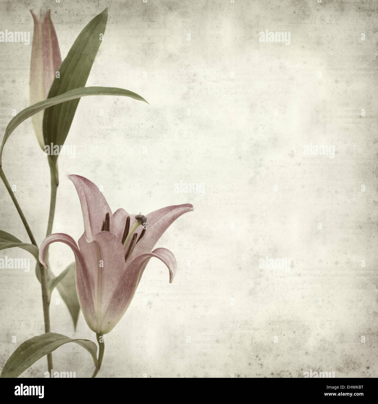 textured old paper background with pink open lily Stock Photo - Alamy