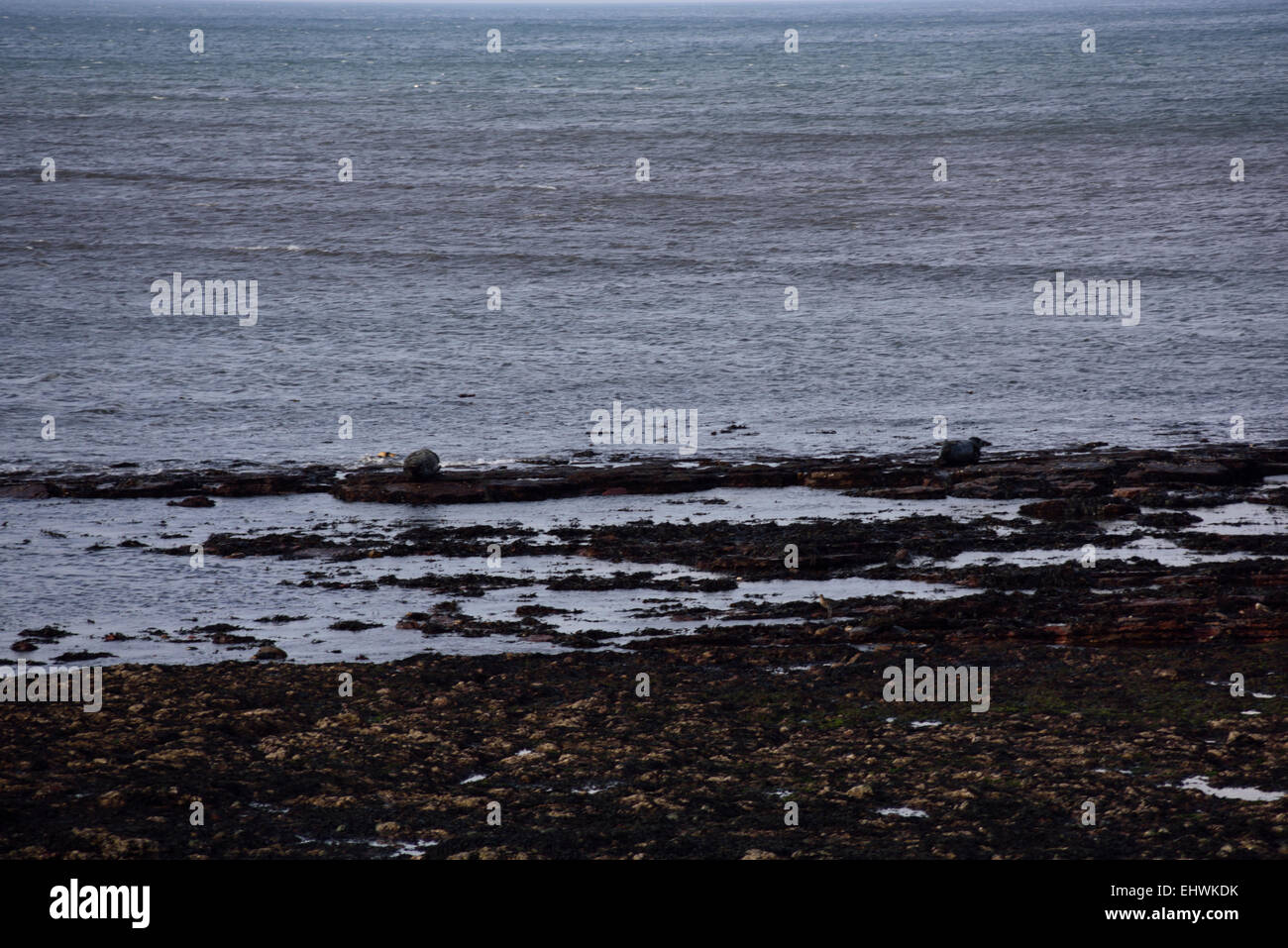 Diving with seals hi-res stock photography and images - Alamy