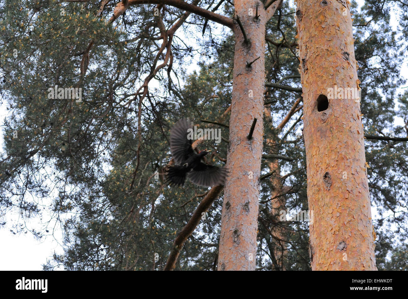 Flying pine hi-res stock photography and images - Alamy