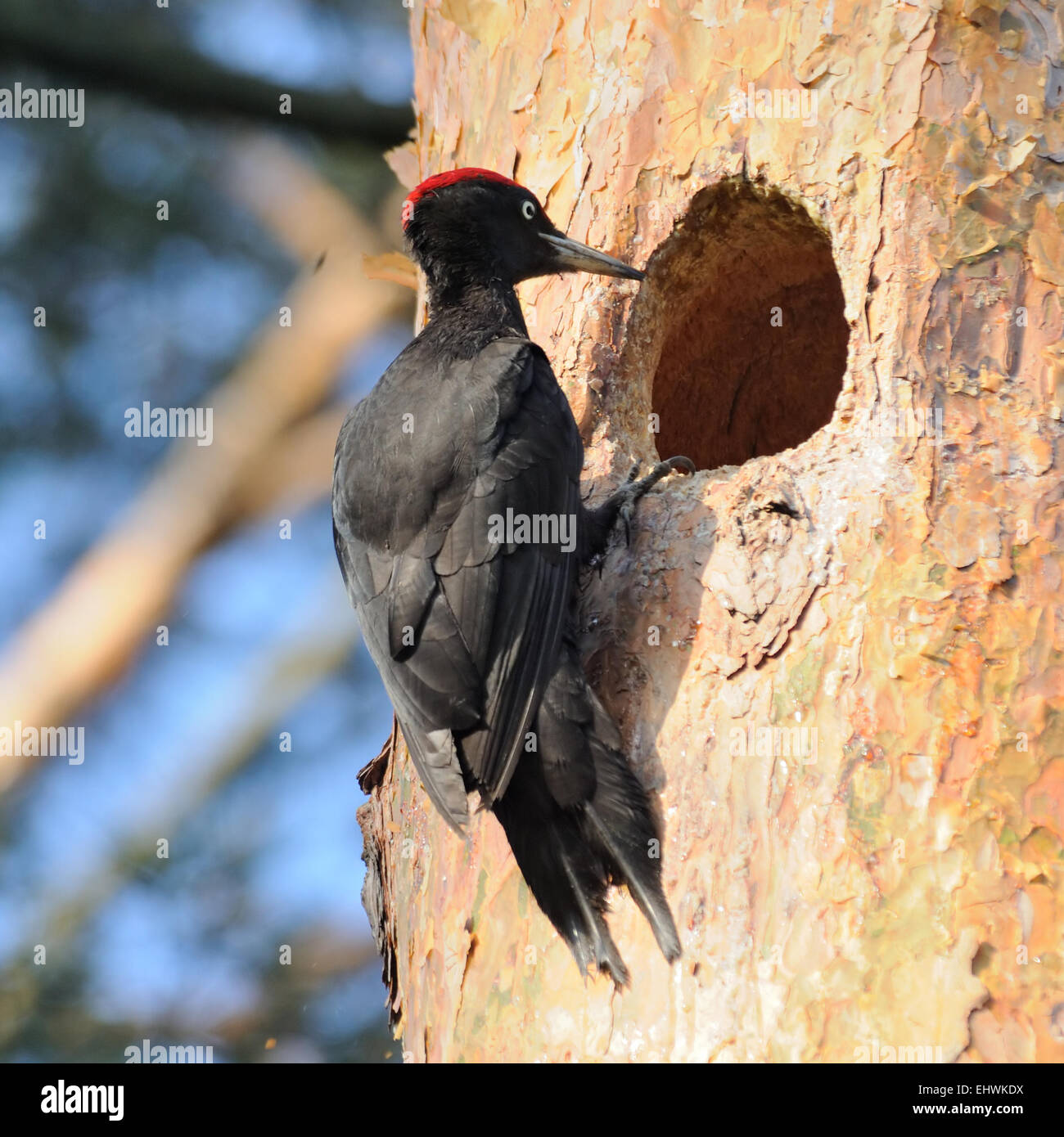 Black woodpecker in flight hi-res stock photography and images - Alamy