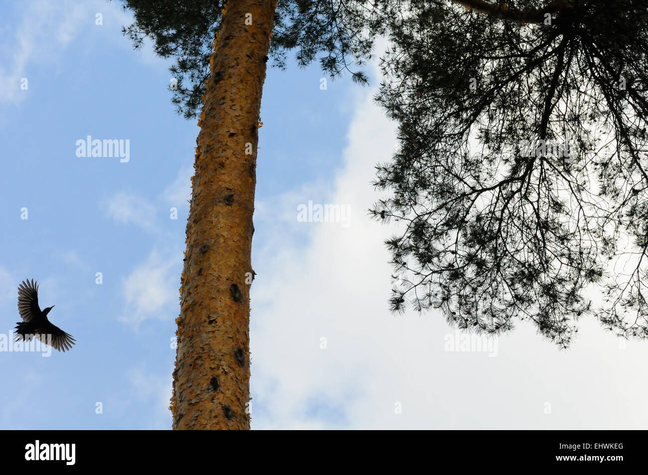 Flying pine hi-res stock photography and images - Alamy