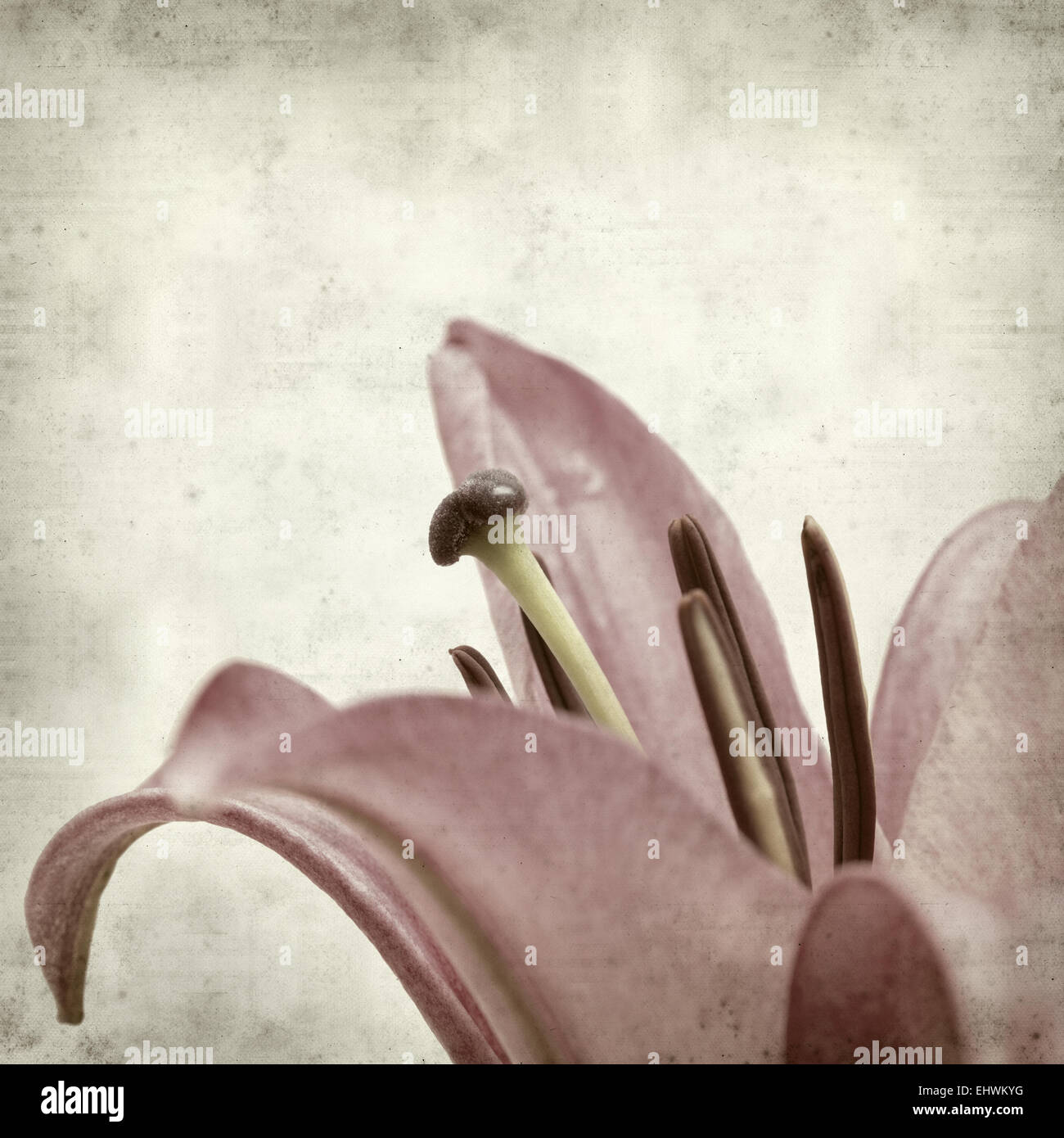 textured old paper background with pink open lily Stock Photo - Alamy