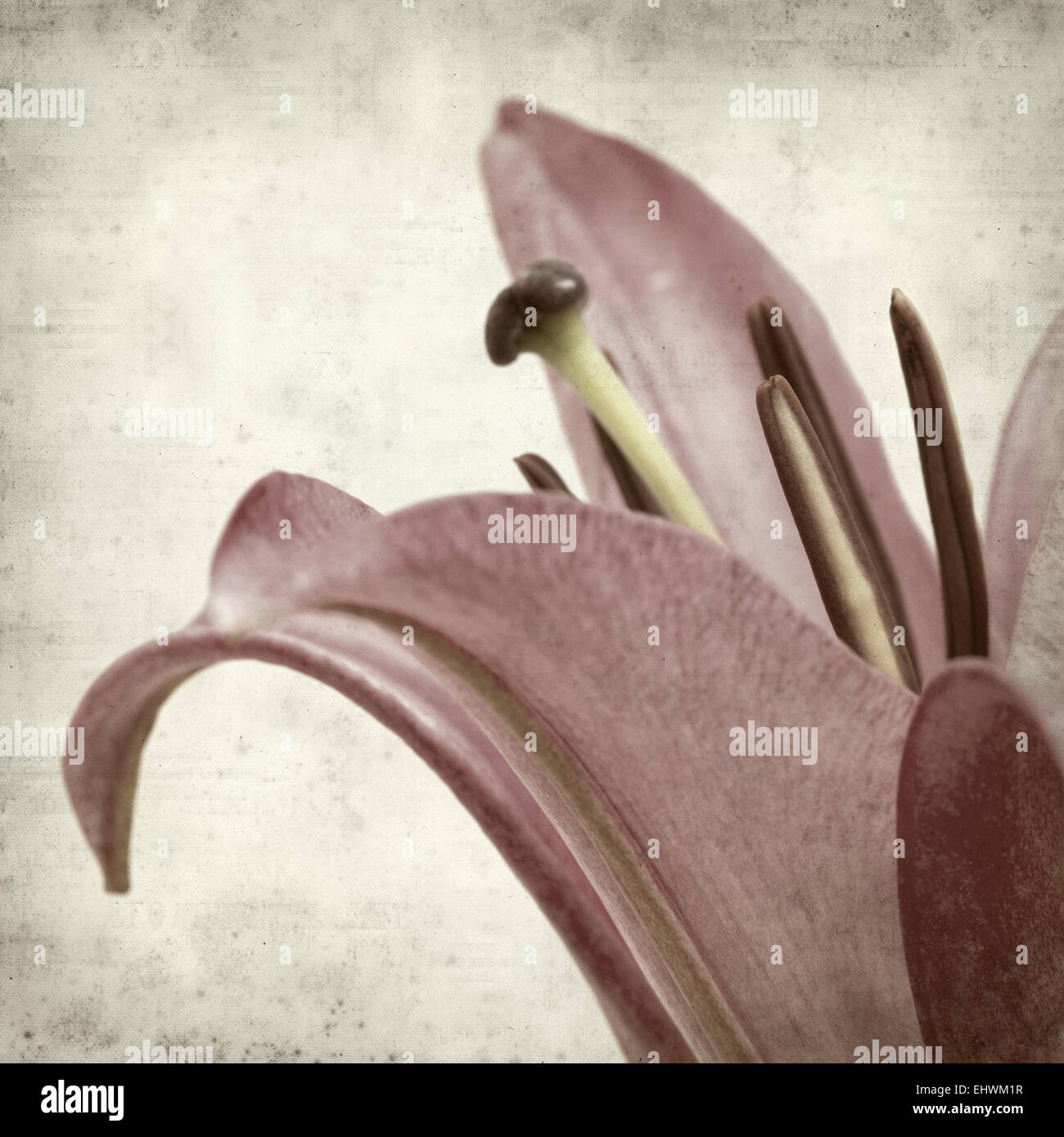 textured old paper background with pink open lily Stock Photo - Alamy