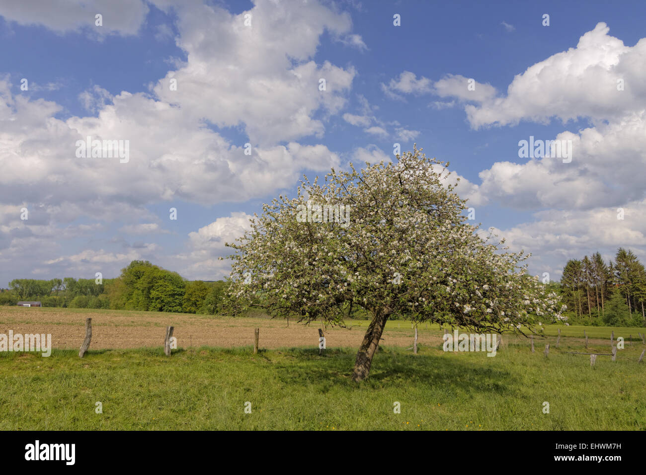 Apple tree in spring, Lower Saxony, Germany Stock Photo - Alamy