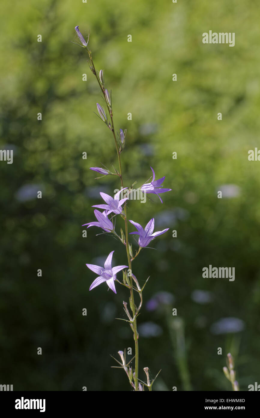 Campanula patula, Spreading Bellflower Stock Photo - Alamy