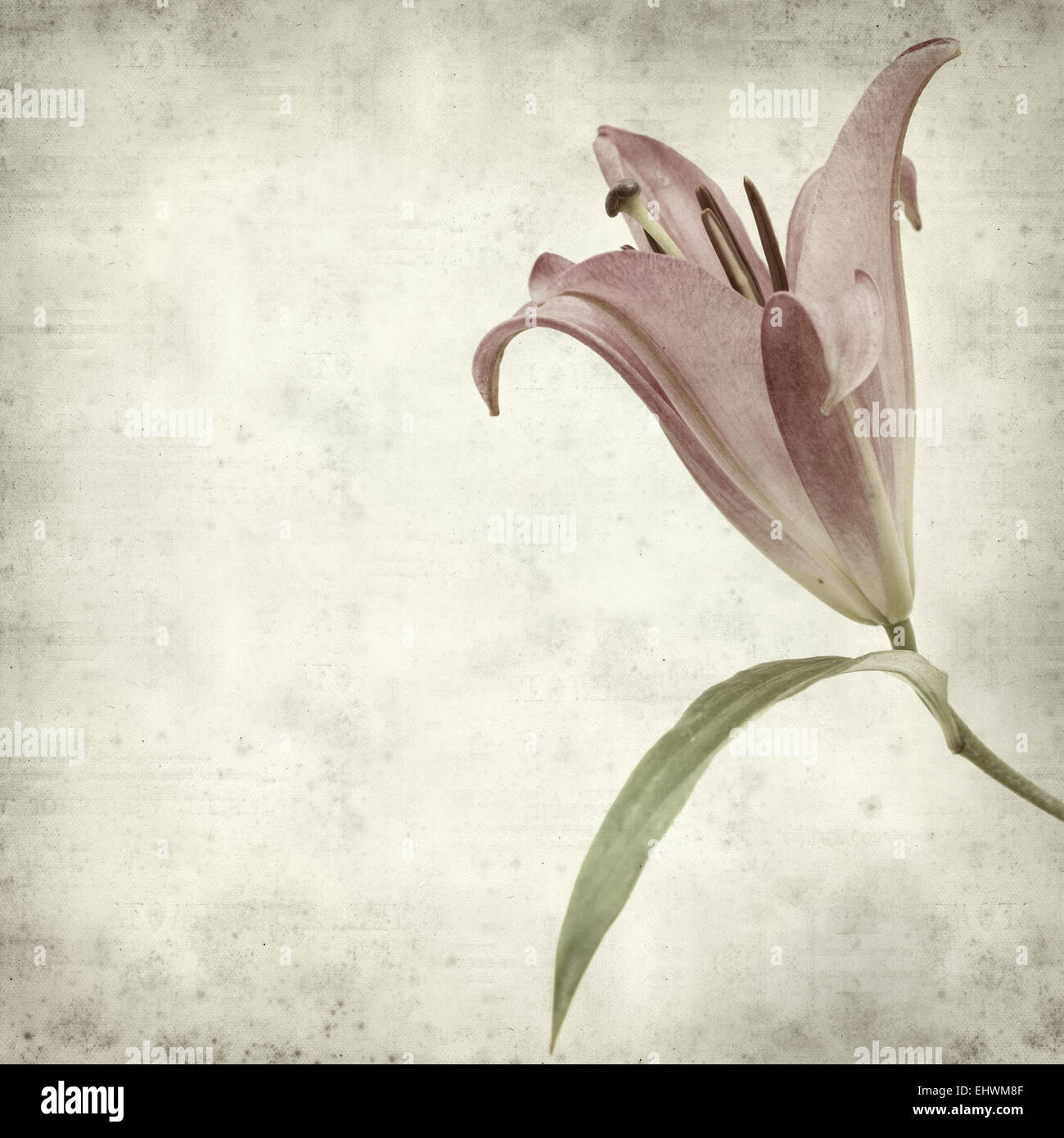 textured old paper background with pink open lily Stock Photo - Alamy
