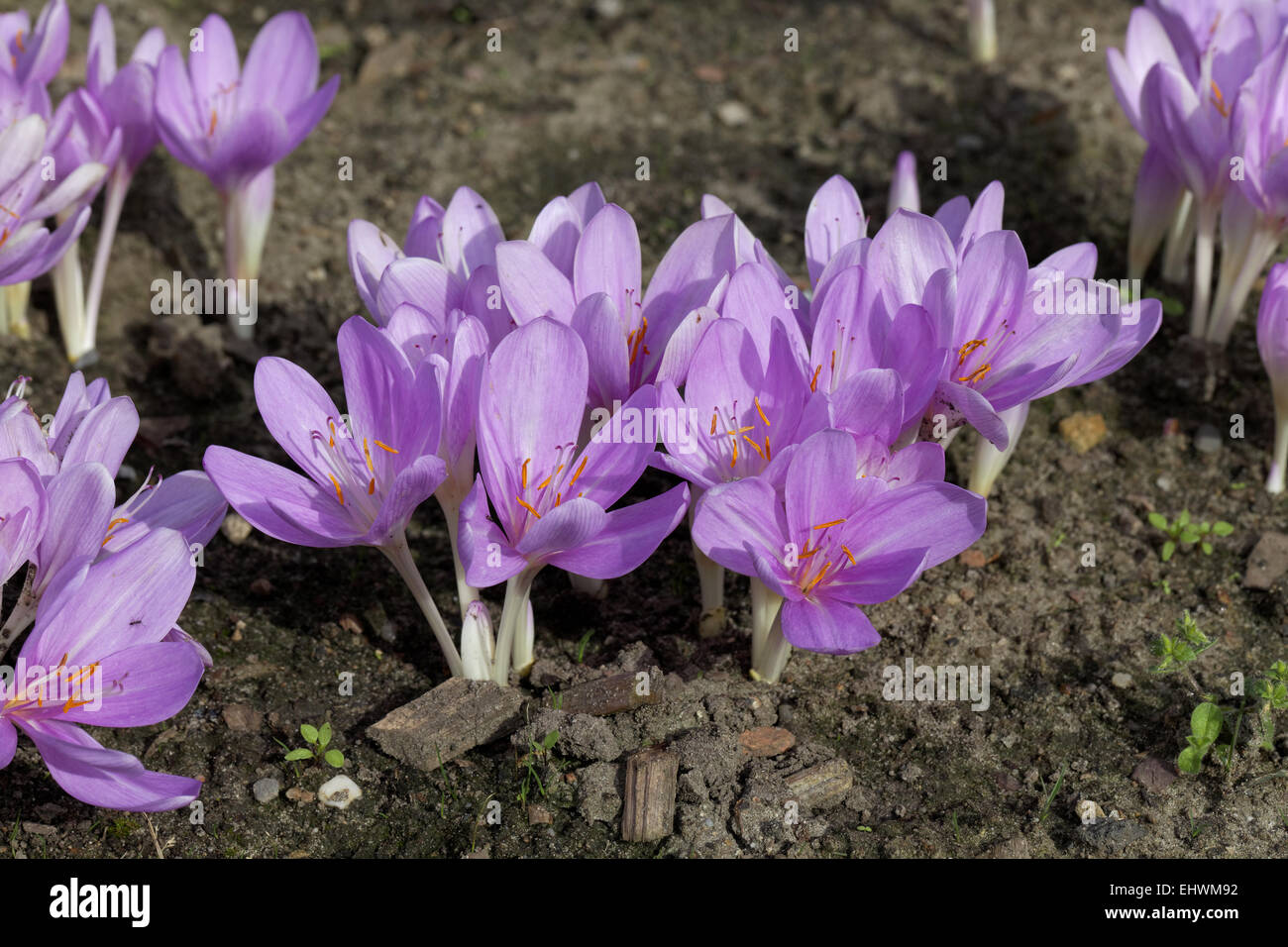 Colchicum byzantinum, Byzantine Meadow Saffron Stock Photo - Alamy