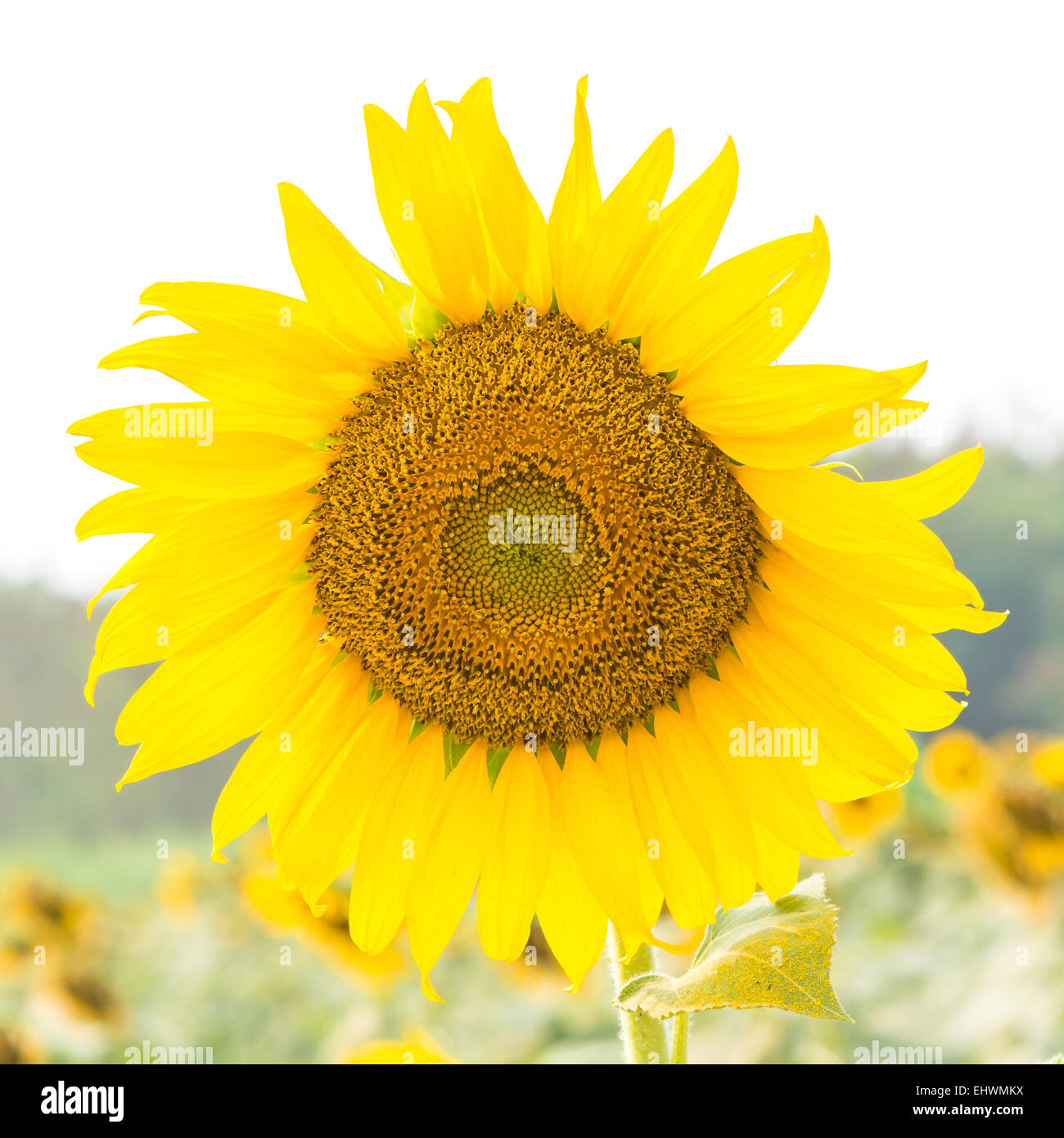 Sunflower flower field hi-res stock photography and images - Alamy