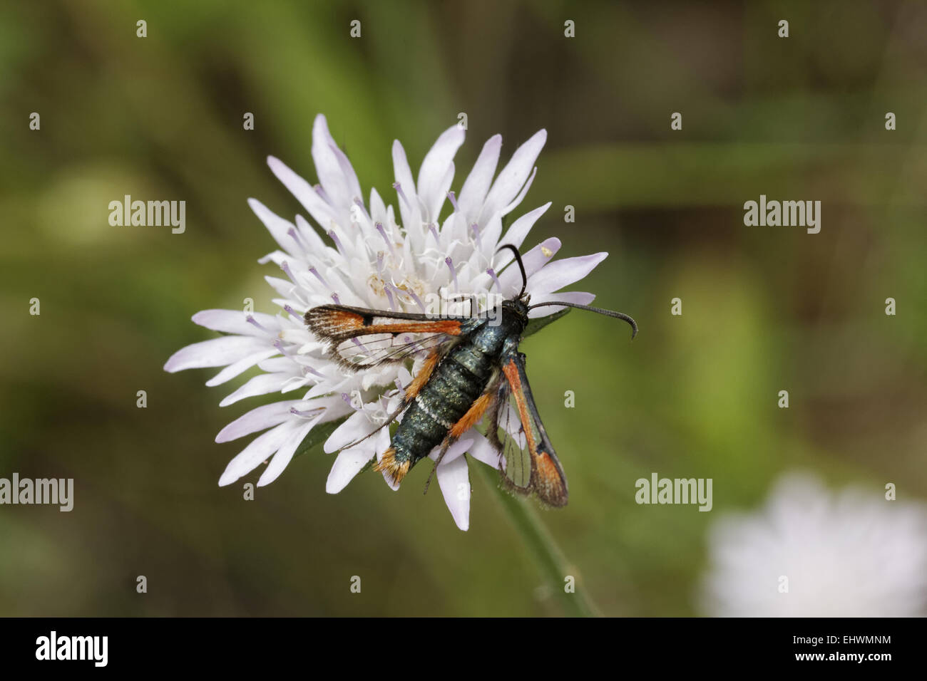 Fiery clearwing hi-res stock photography and images - Alamy