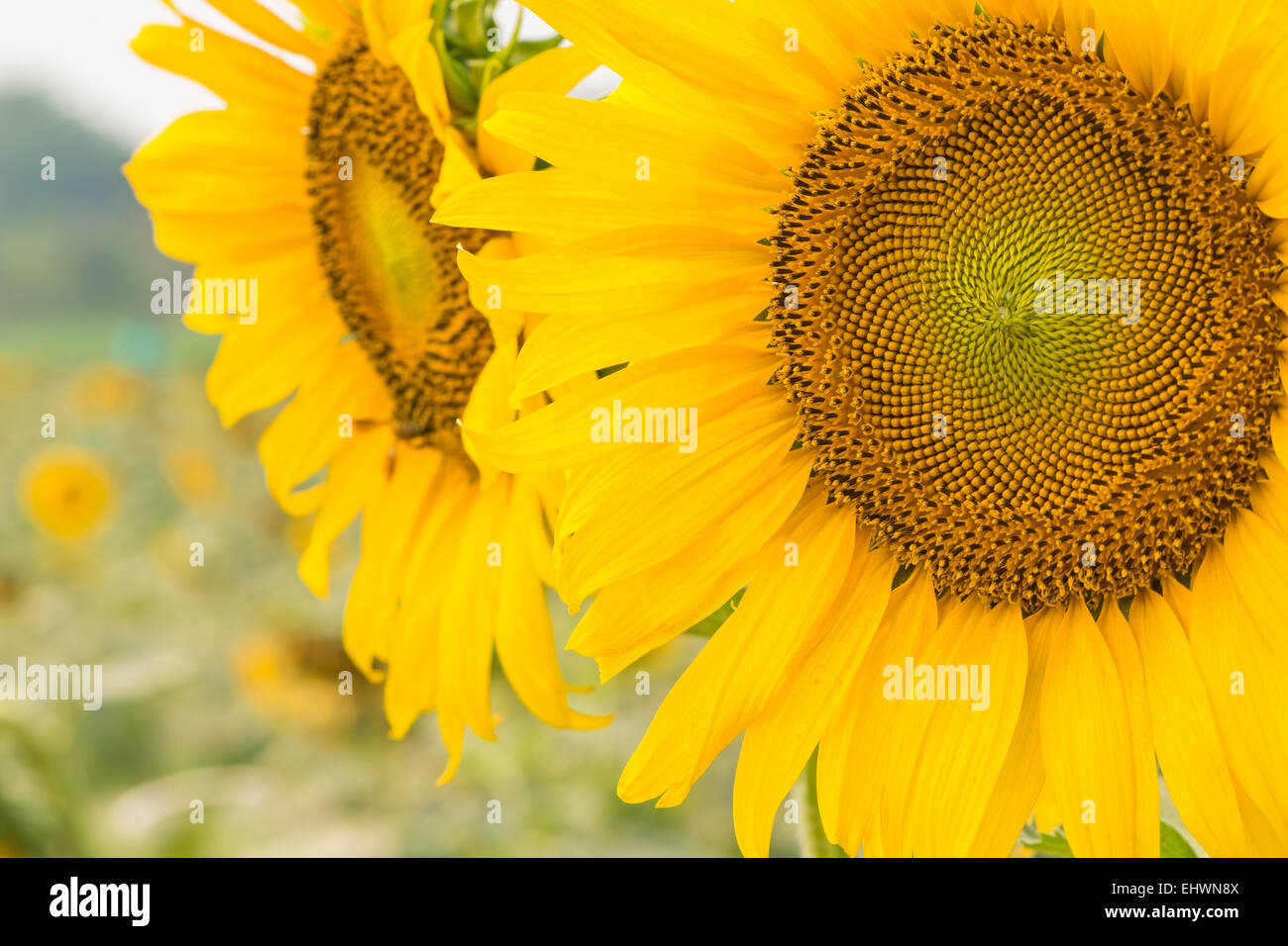 Yellow sunflower in landscape hi-res stock photography and images - Alamy