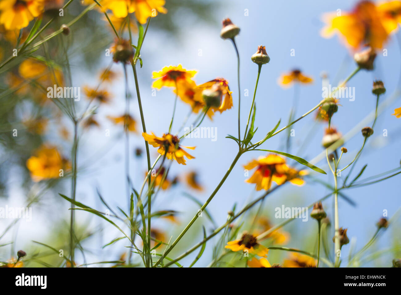 Blue flowers and sky hi-res stock photography and images - Alamy