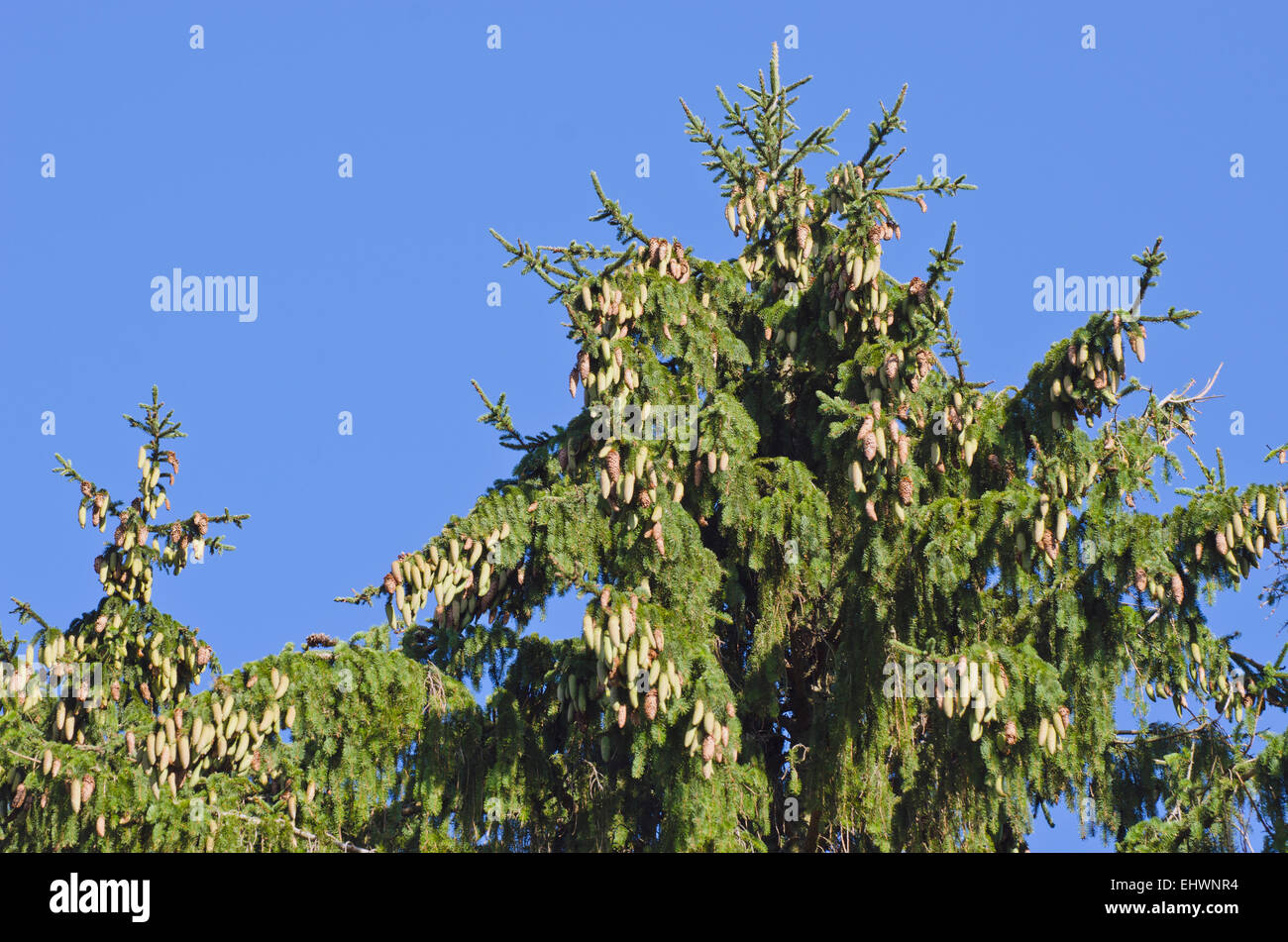 old fir treetop with cones on sky background Stock Photo - Alamy