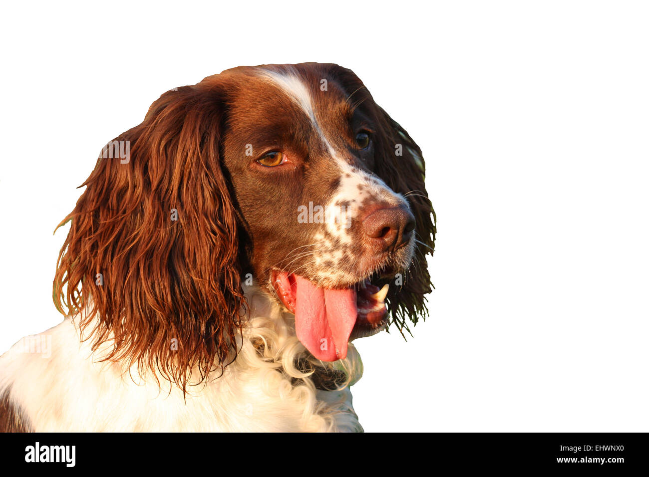 a very cute liver and white working type english springer spaniel pet ...
