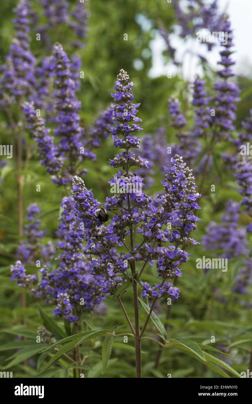 Vitex agnus-castus, Chastetree, Chasteberry Stock Photo - Alamy