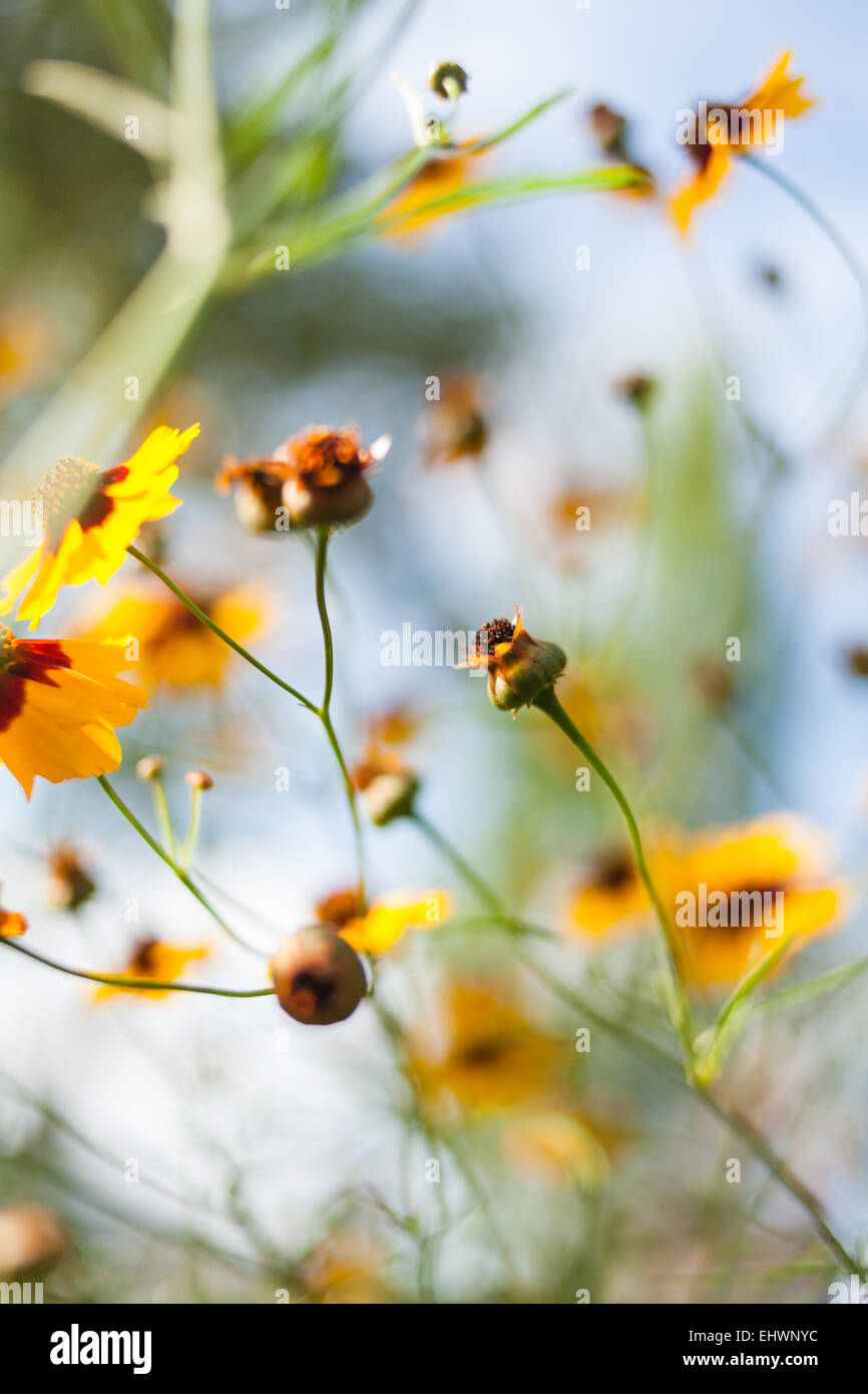 flowers against blue sky Stock Photo - Alamy