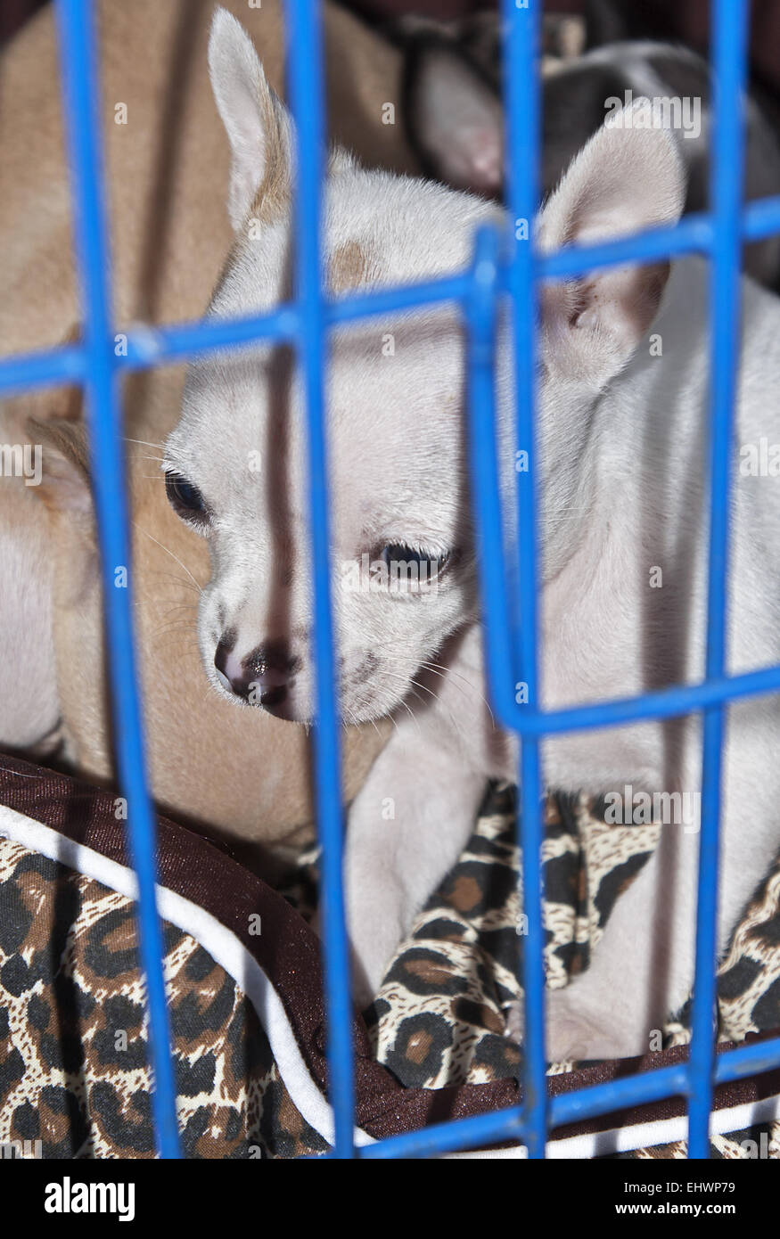 Sad chihuahua hi-res stock photography and images - Alamy