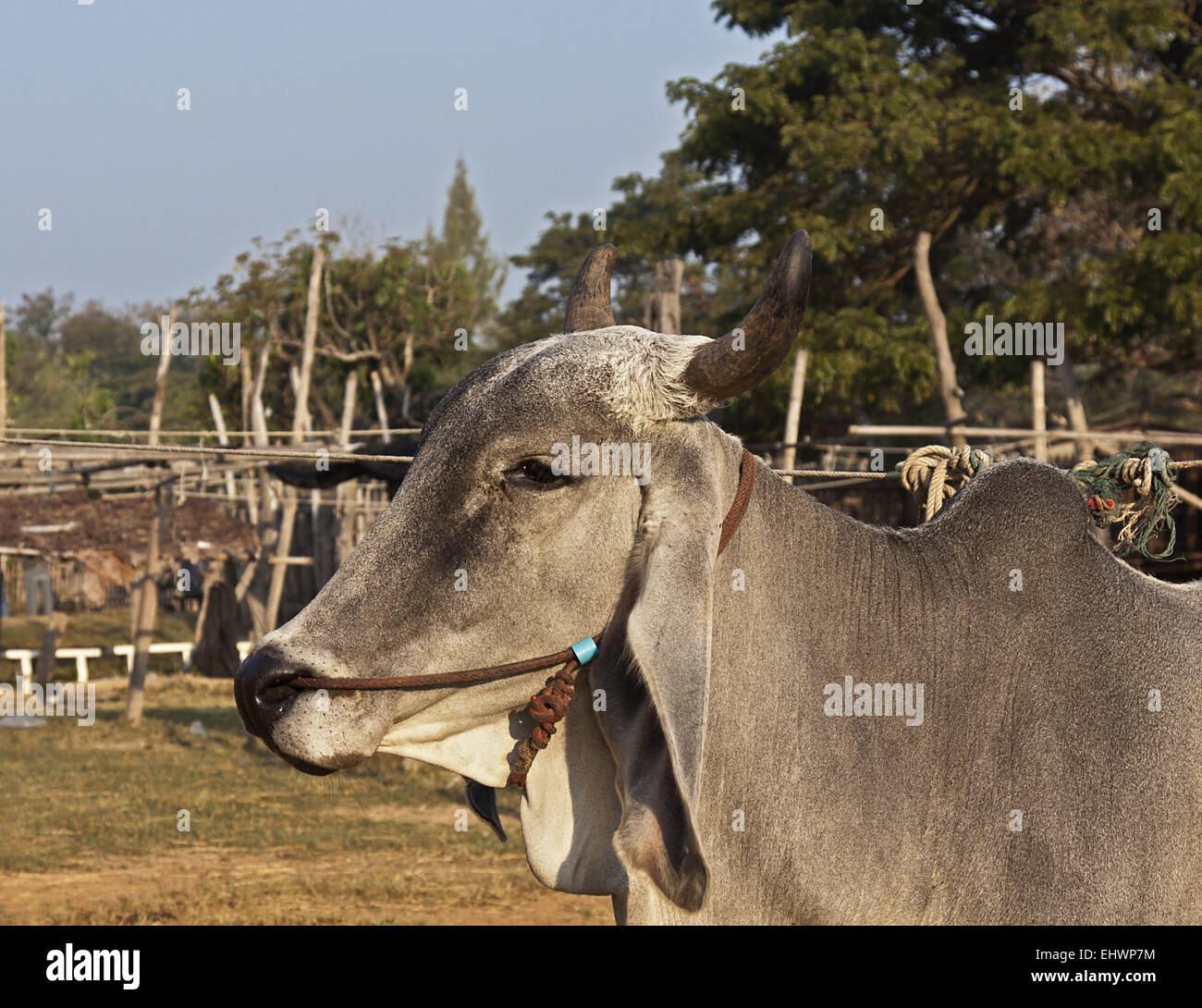 Zebu Stock Photo, Royalty Free Image: 79856888 - Alamy