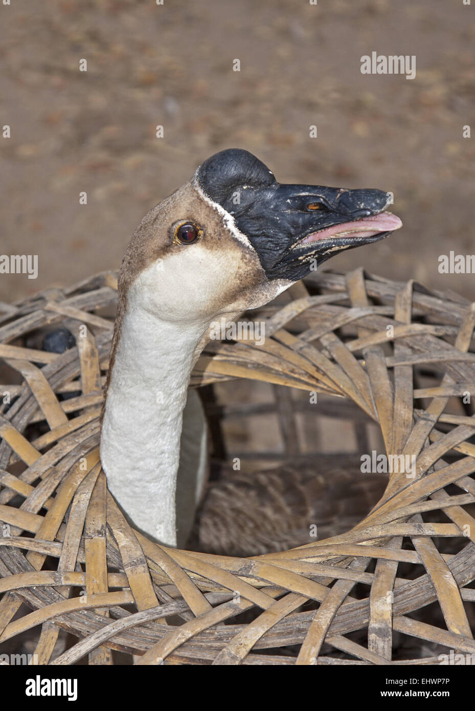 Knob geese High Resolution Stock Photography and Images - Alamy
