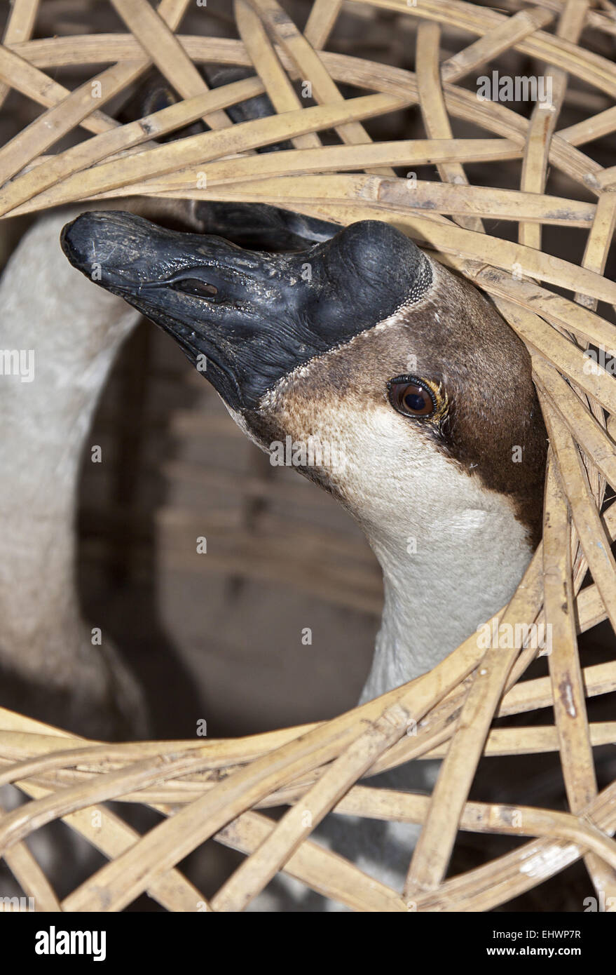 Goose beak bumps hi-res stock photography and images - Alamy