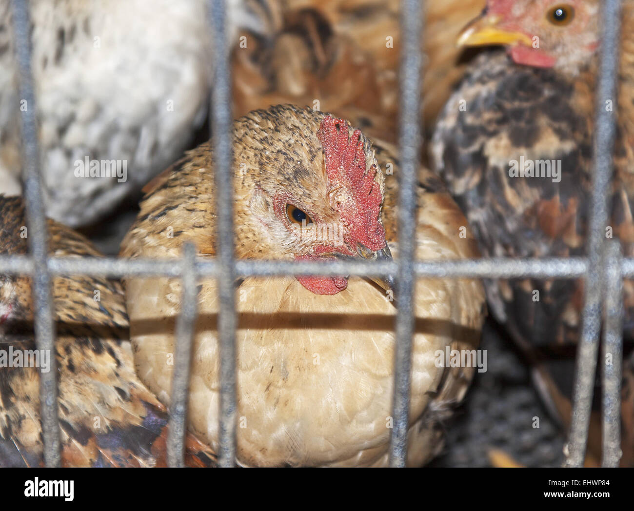 Bird avian influenza flu viruses hi-res stock photography and images ...