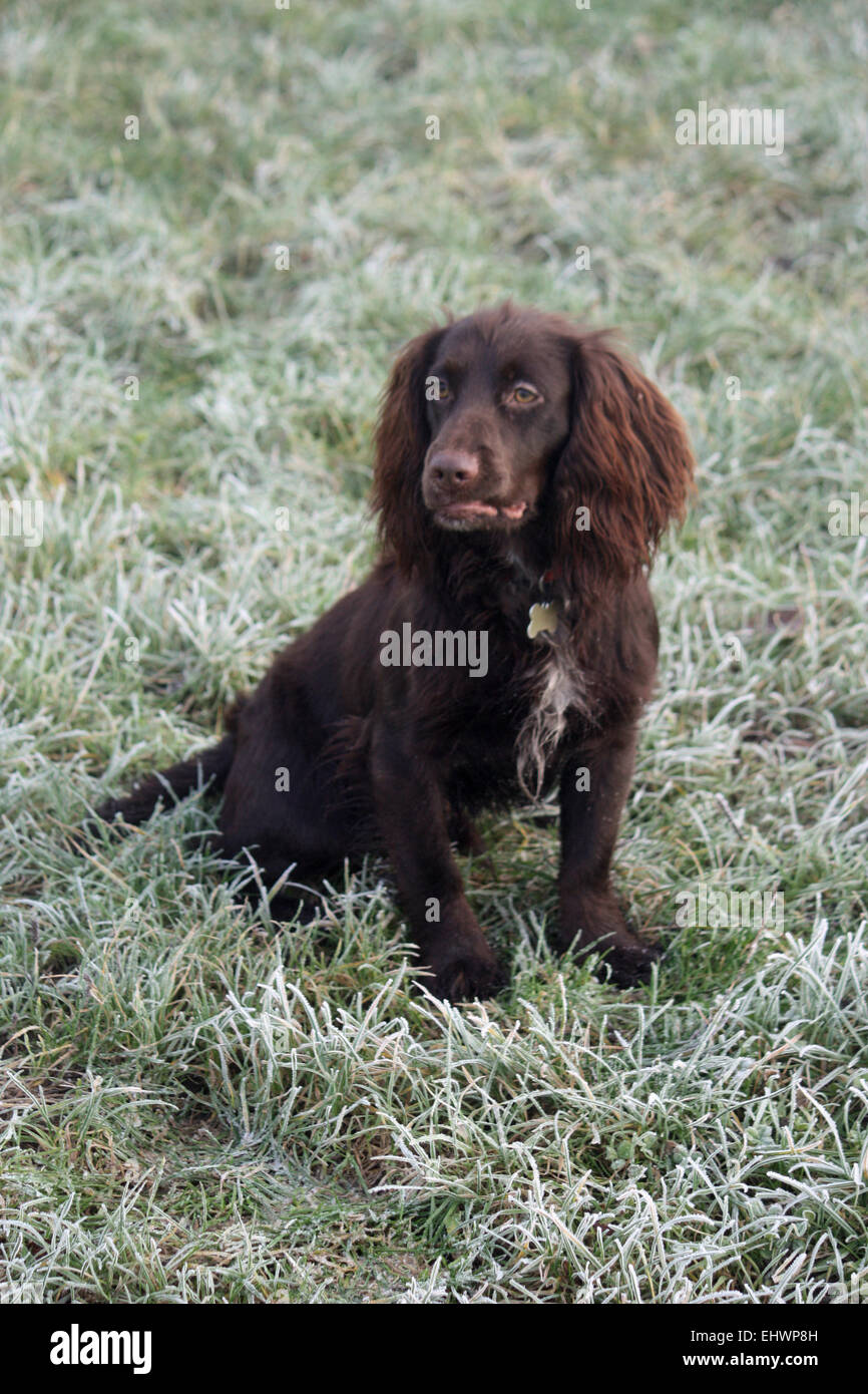 Working type cocker spaniel hi-res stock photography and images - Alamy